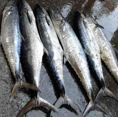 Seafood Supplier Indonesia | TWP Seafood