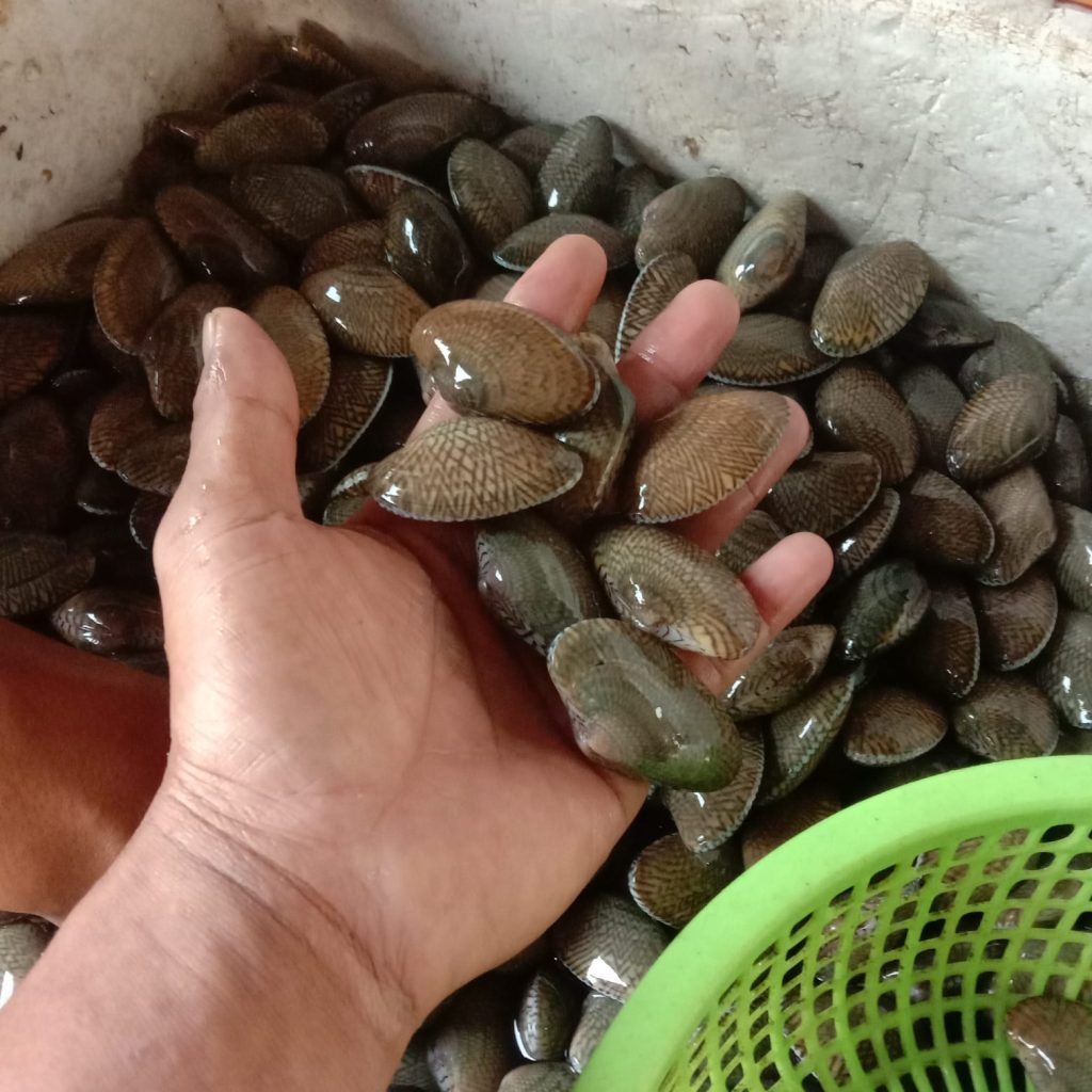 Batik Shells / Paratapes undulatus For Sale - Paradise Sea Food