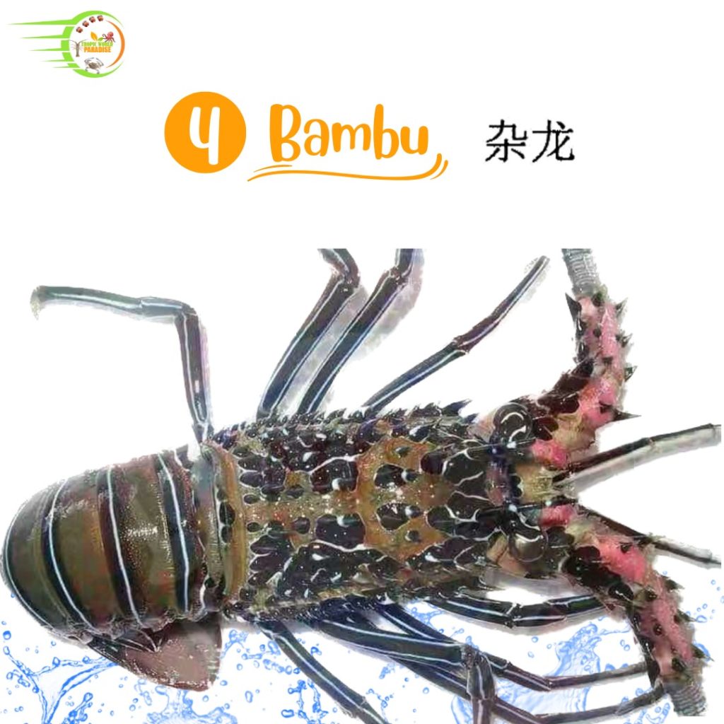 Lobster Archives - Paradise Sea Food