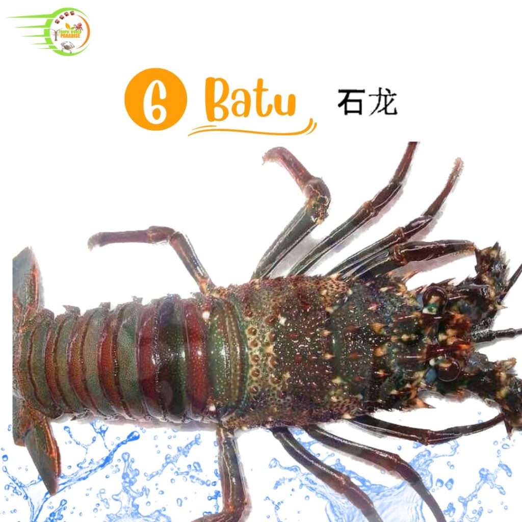 Rock lobster / Panulirus penicillatus For Sale - Paradise Sea Food