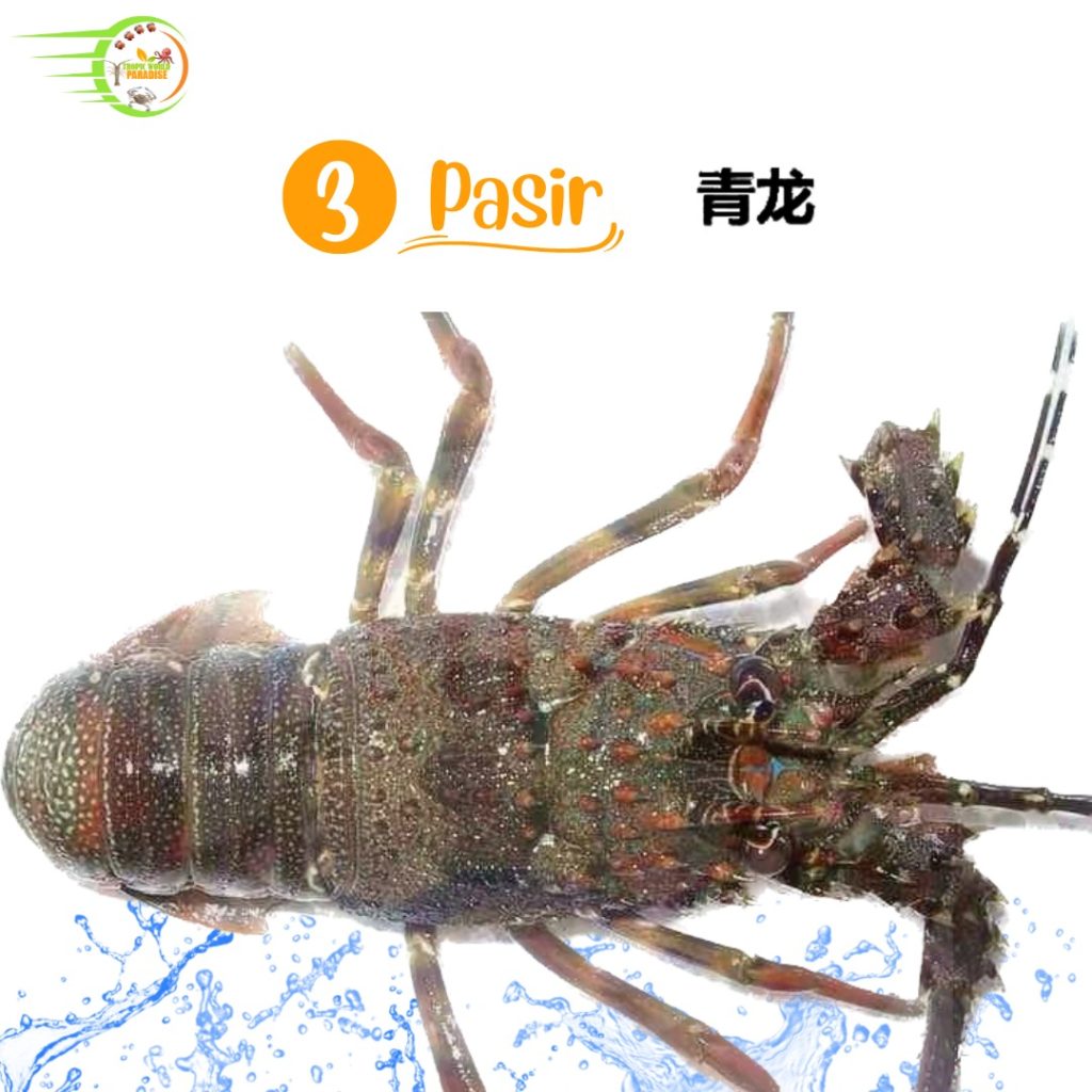 샤론 새우 / Panulirus homarus 판매 중 - 파라다이스 씨푸드